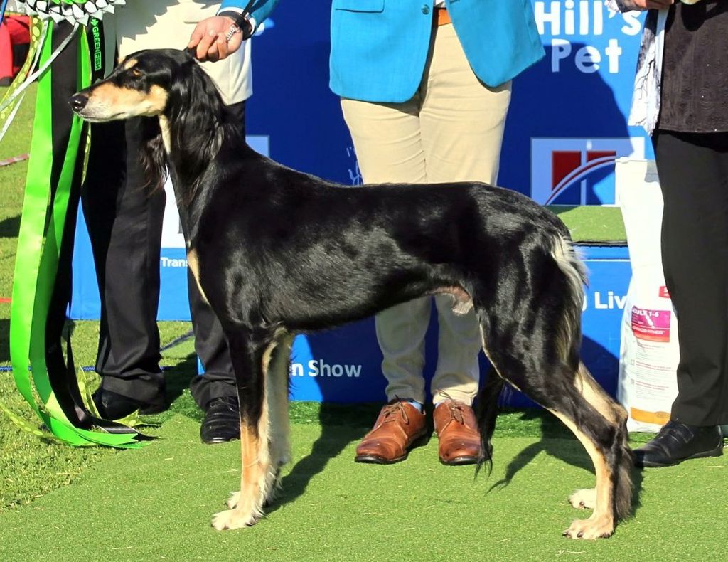 Saluki - The Breed Archive