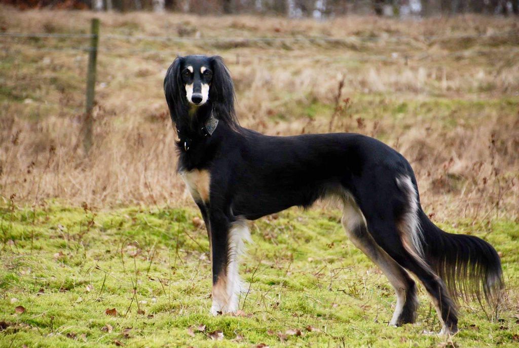 Saluki - The Breed Archive
