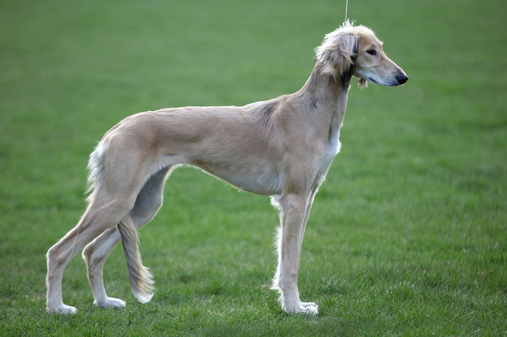 Saluki - The Breed Archive