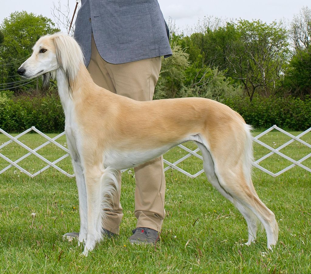 Saluki The Breed Archive