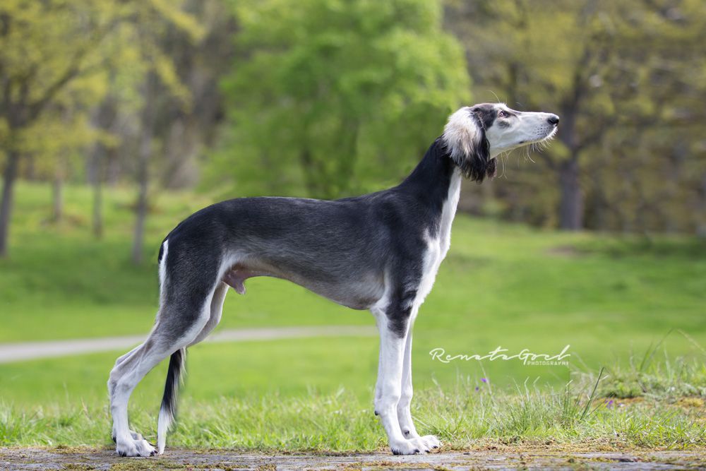 Saluki - The Breed Archive