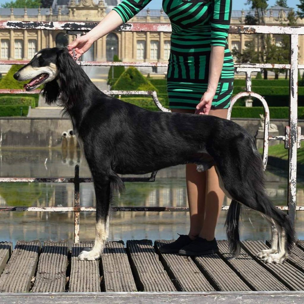 Saluki - The Breed Archive