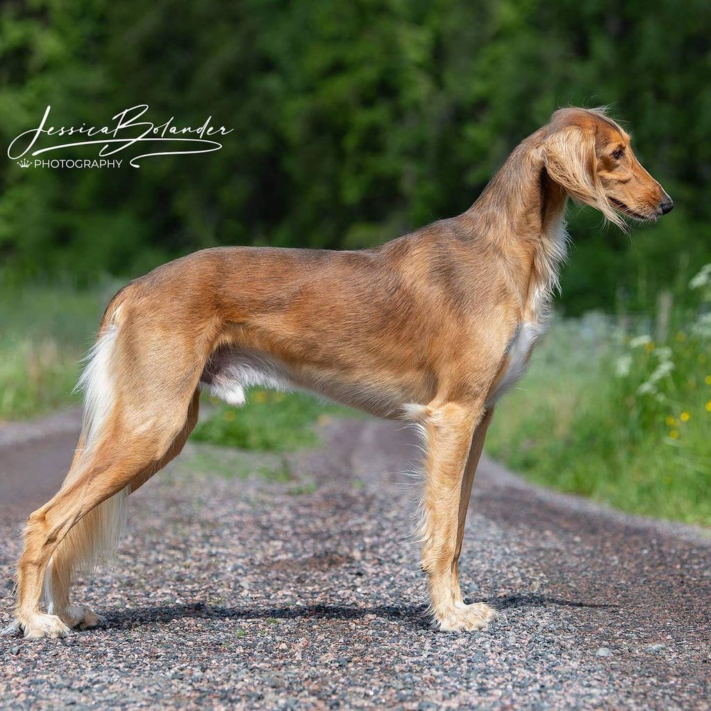 Saluki - The Breed Archive