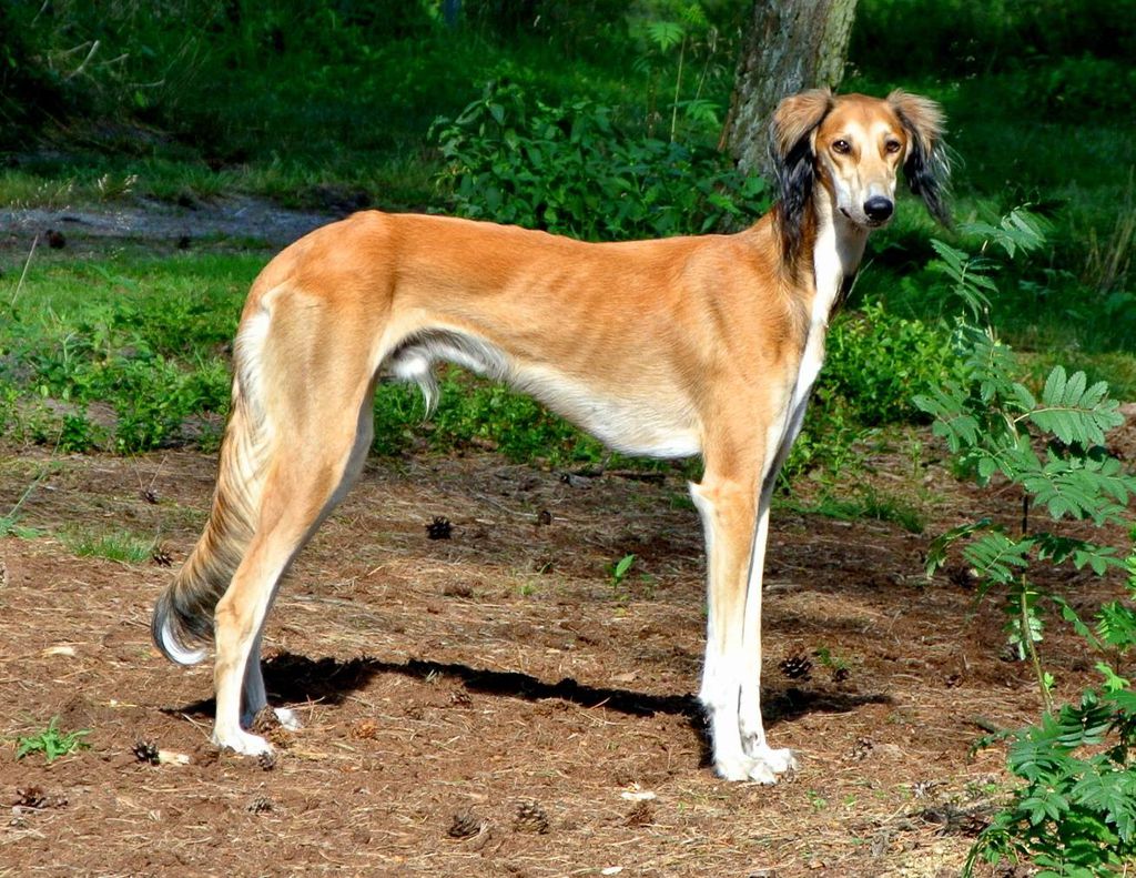 Saluki - The Breed Archive