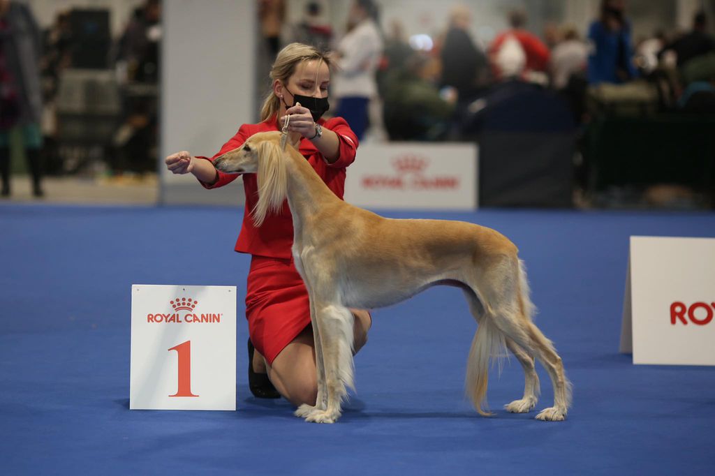 Saluki - The Breed Archive