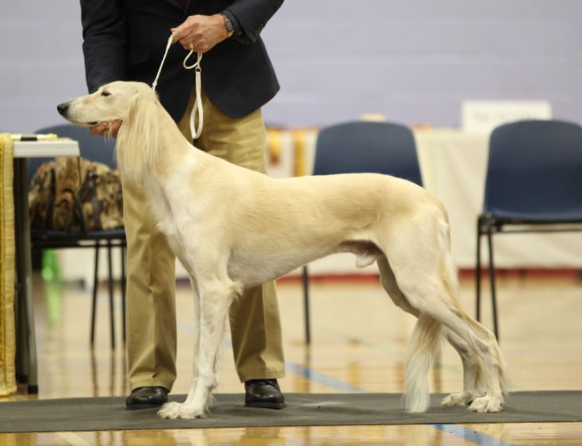 Saluki - The Breed Archive