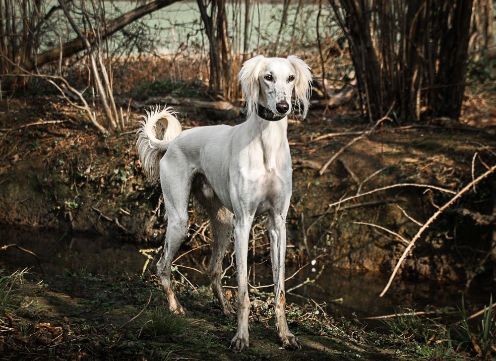 Saluki - The Breed Archive