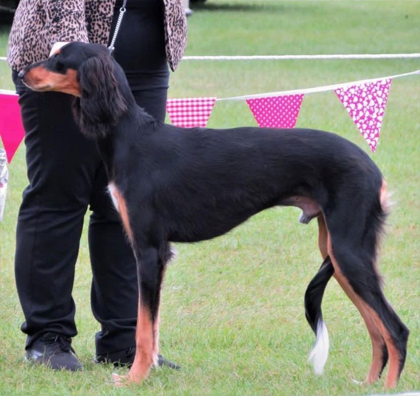 Saluki - The Breed Archive