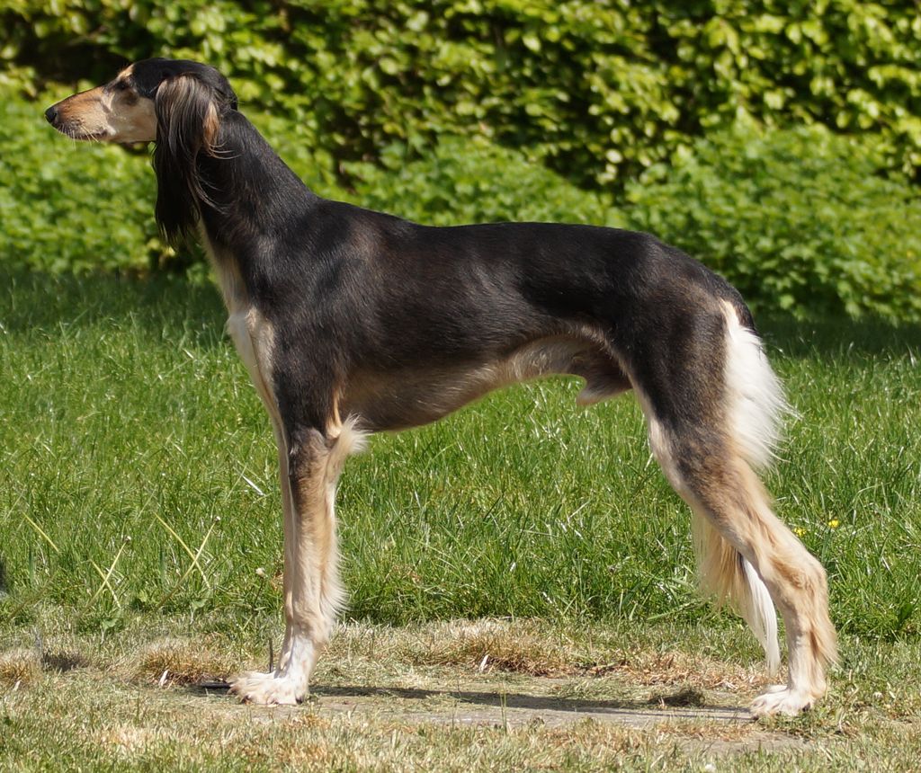 Saluki - The Breed Archive