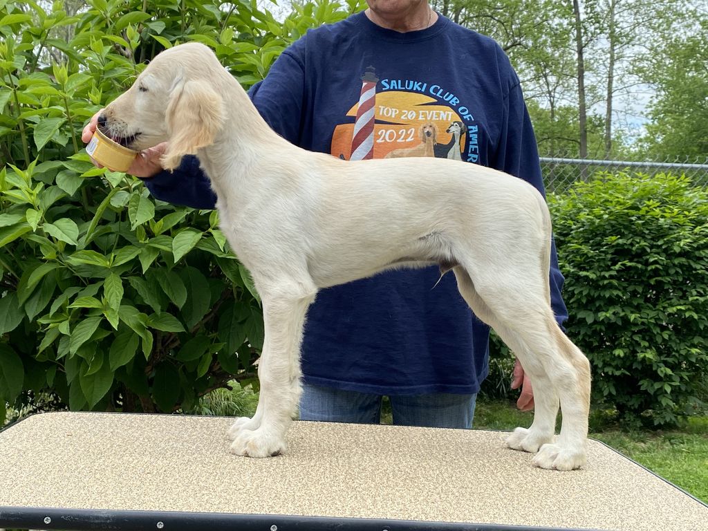 Saluki - The Breed Archive