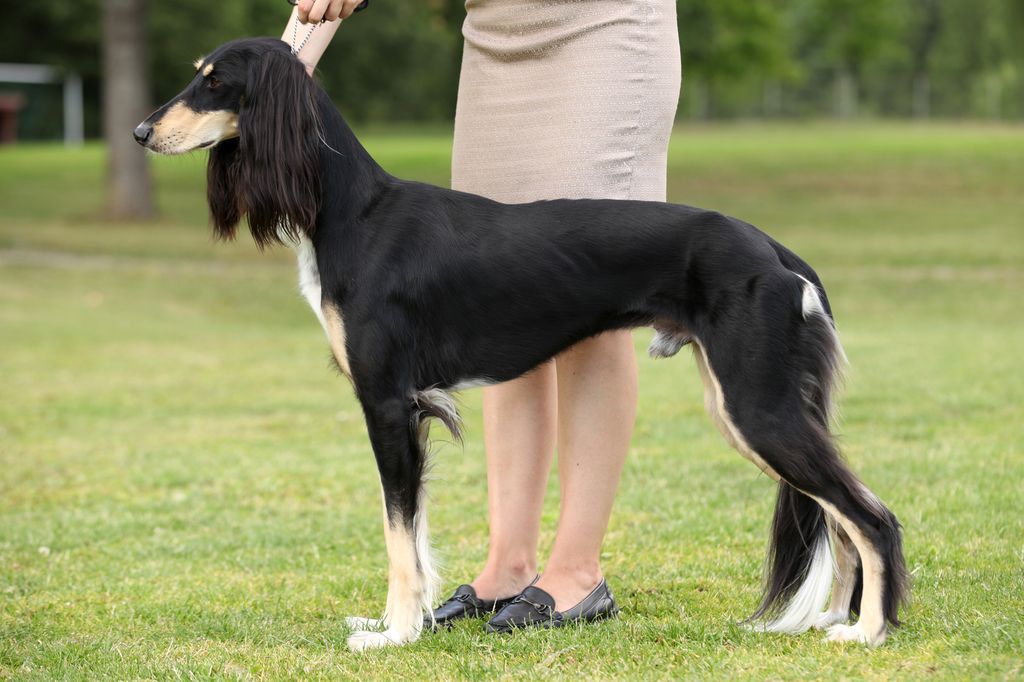 Saluki - The Breed Archive