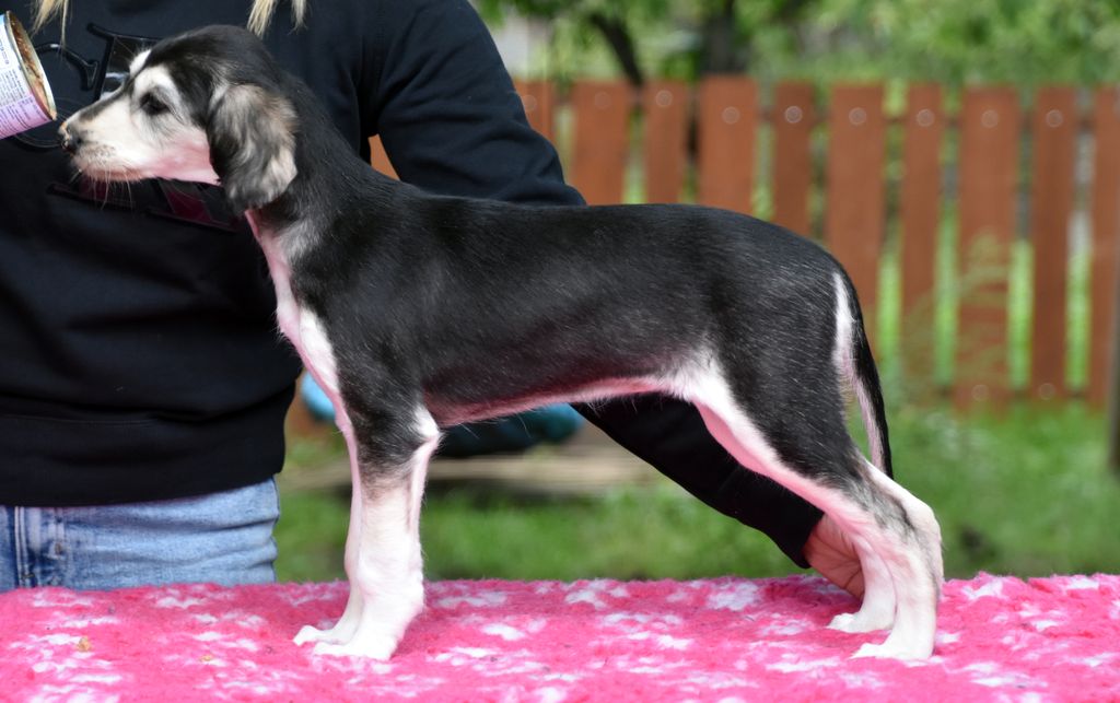 Saluki - The Breed Archive