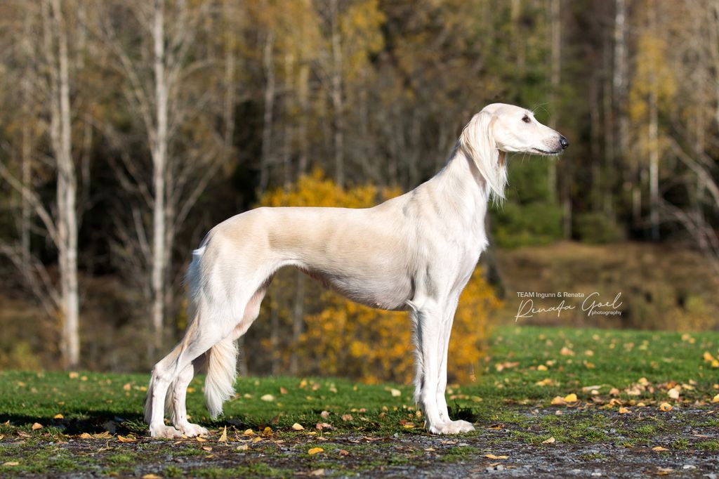 Saluki - The Breed Archive
