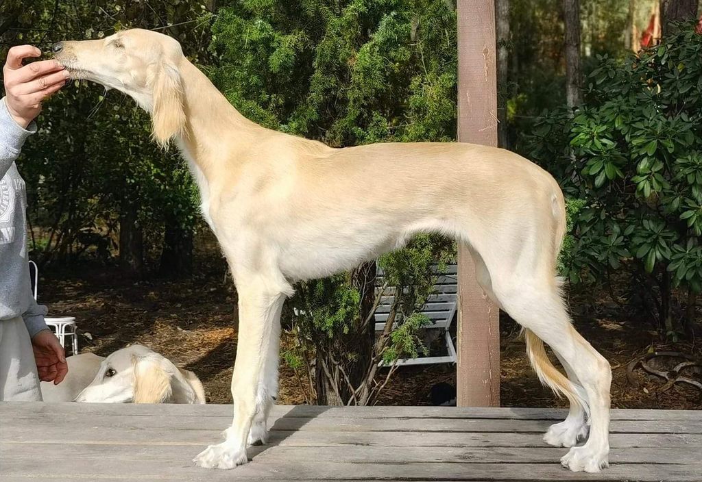 Saluki - The Breed Archive