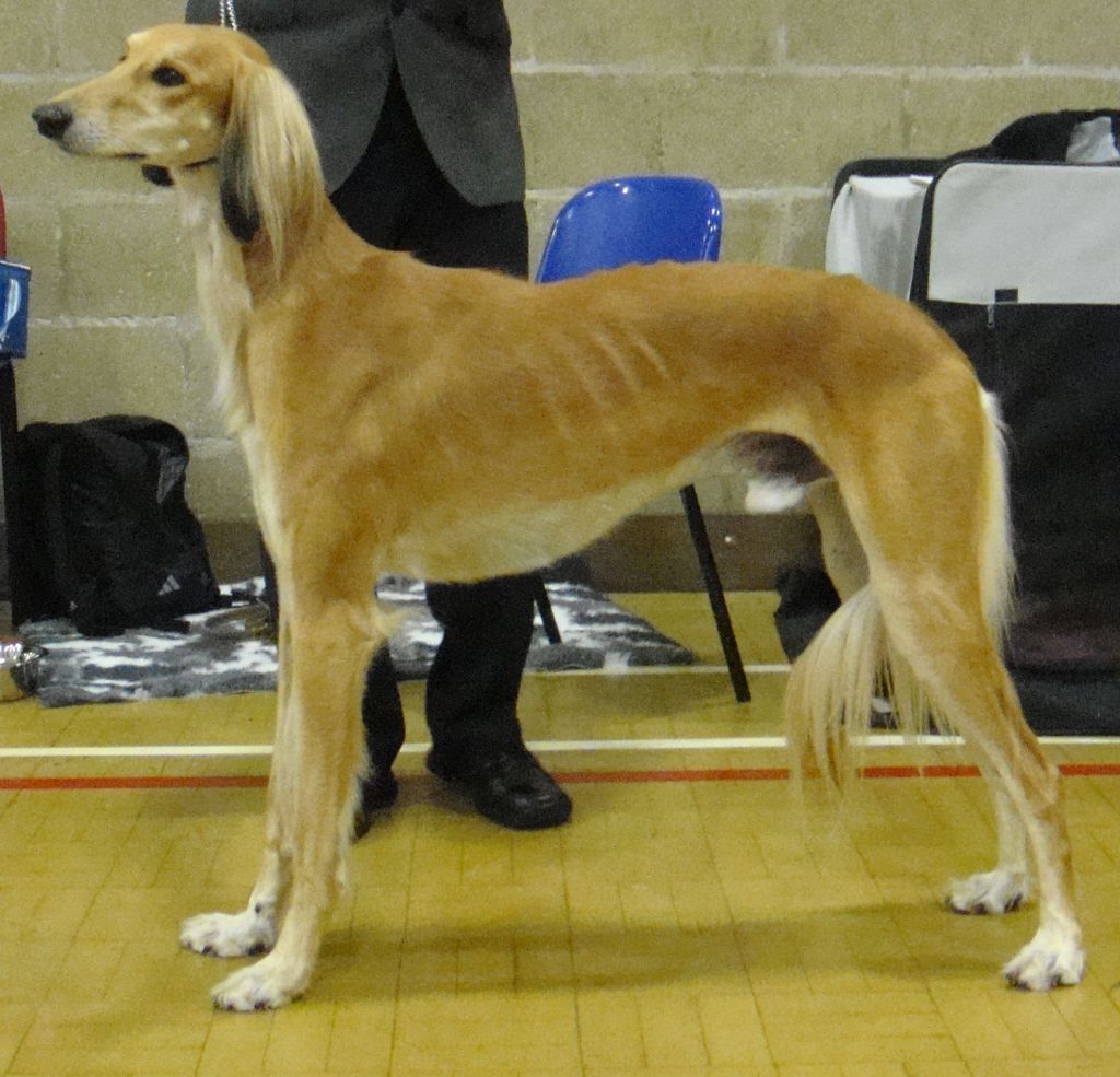 Saluki - The Breed Archive