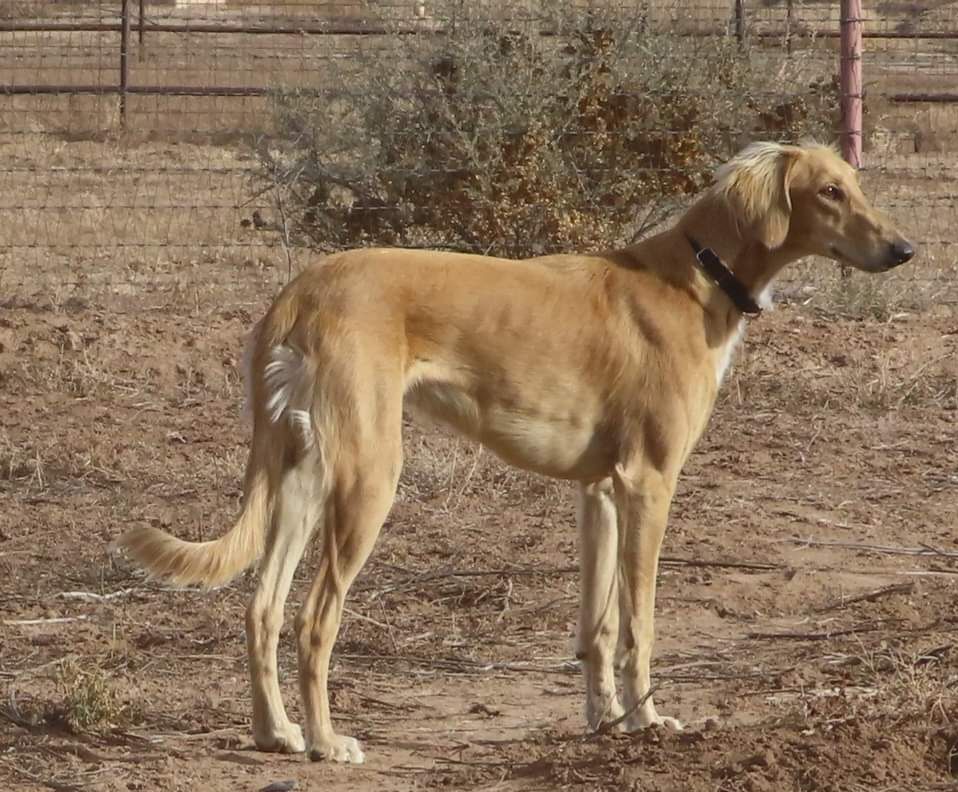 Saluki - The Breed Archive