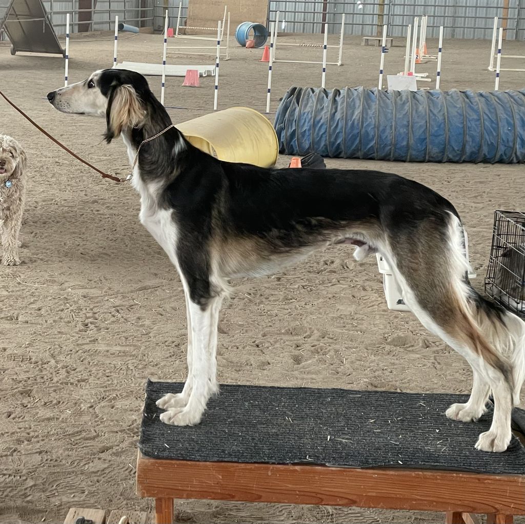 Saluki - The Breed Archive