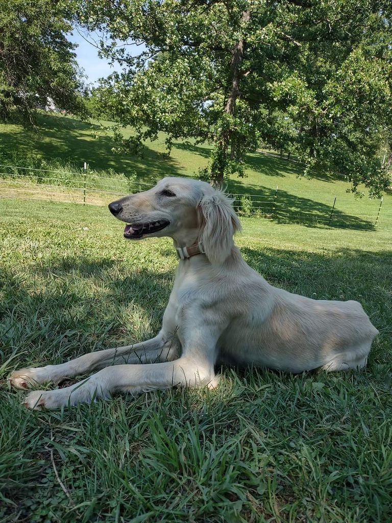 Saluki - The Breed Archive