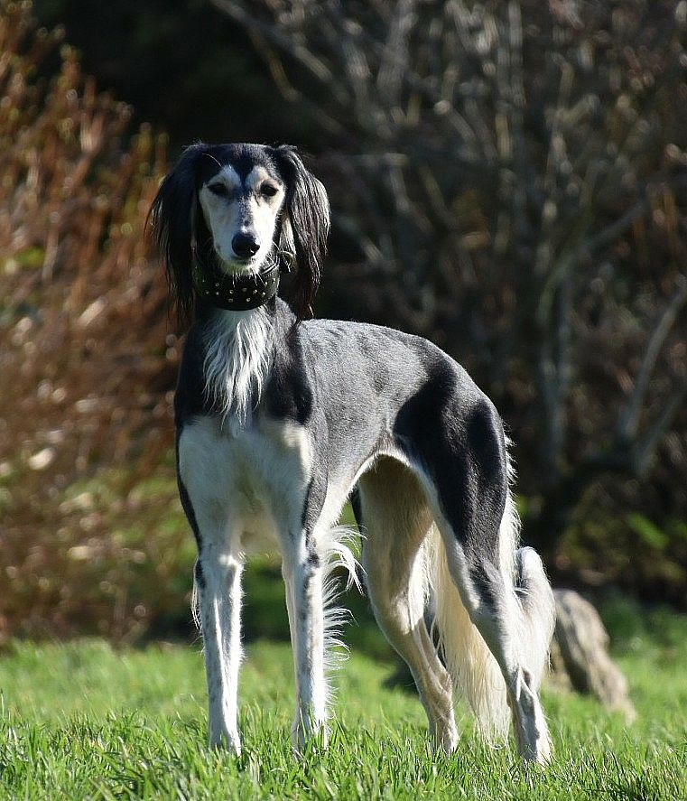 Saluki - The Breed Archive