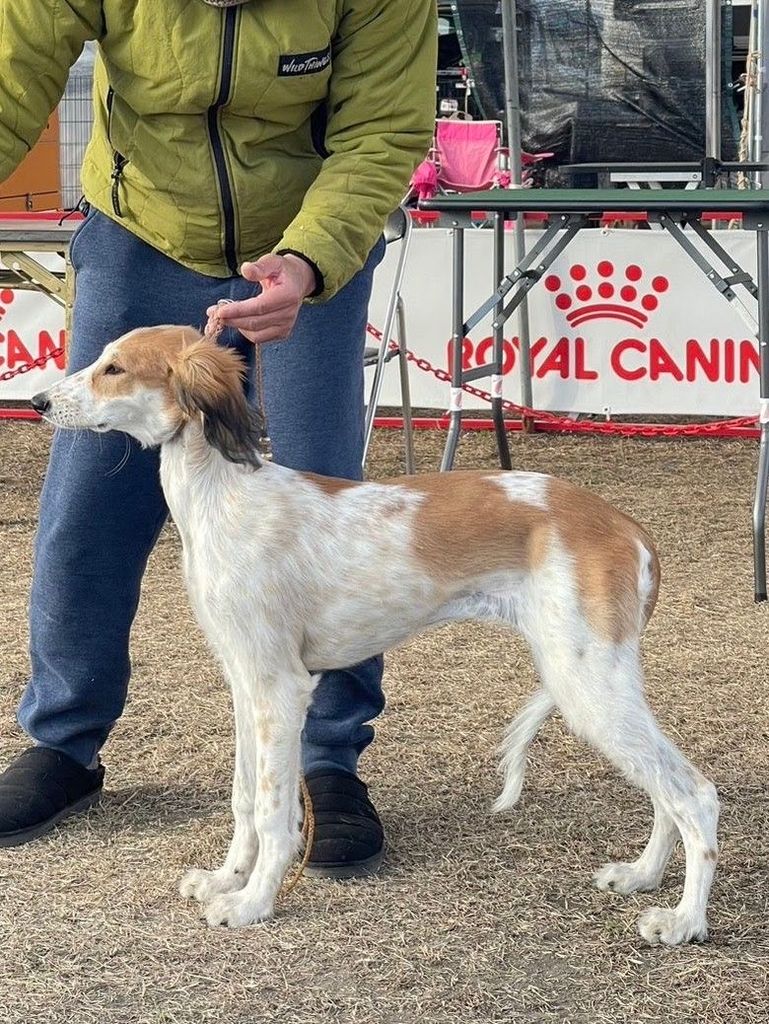 Saluki - The Breed Archive