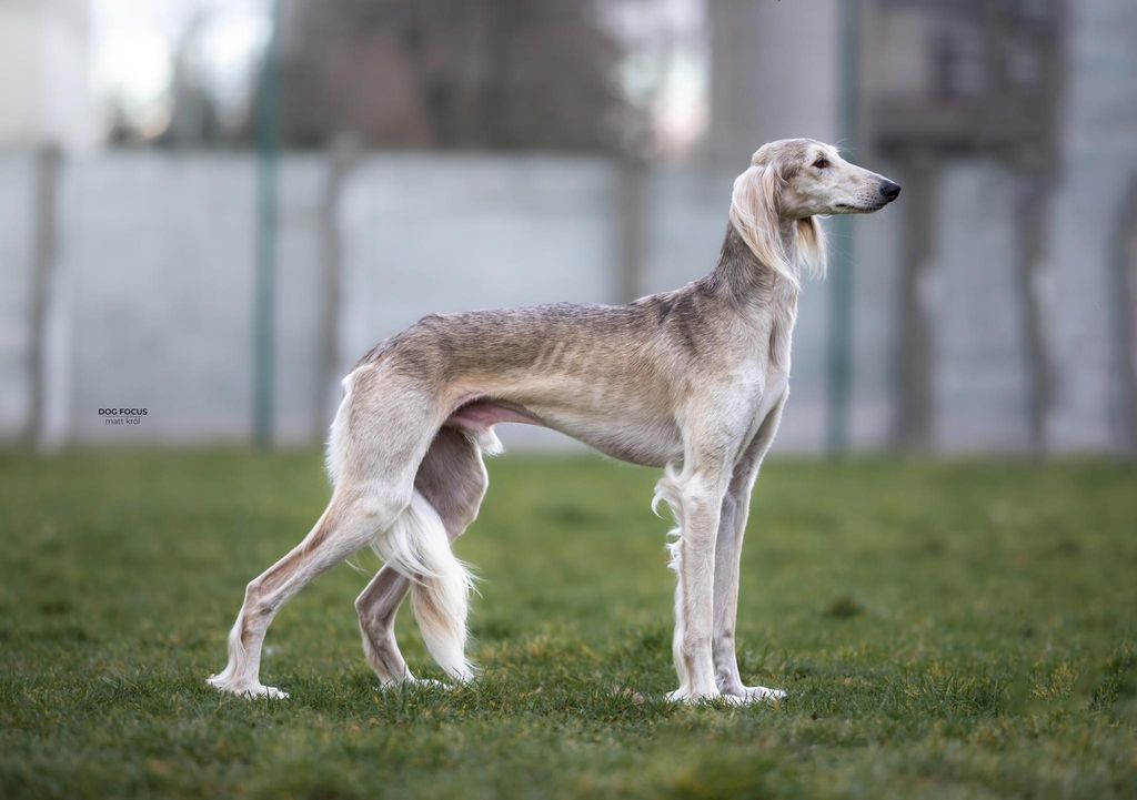 Saluki - The Breed Archive