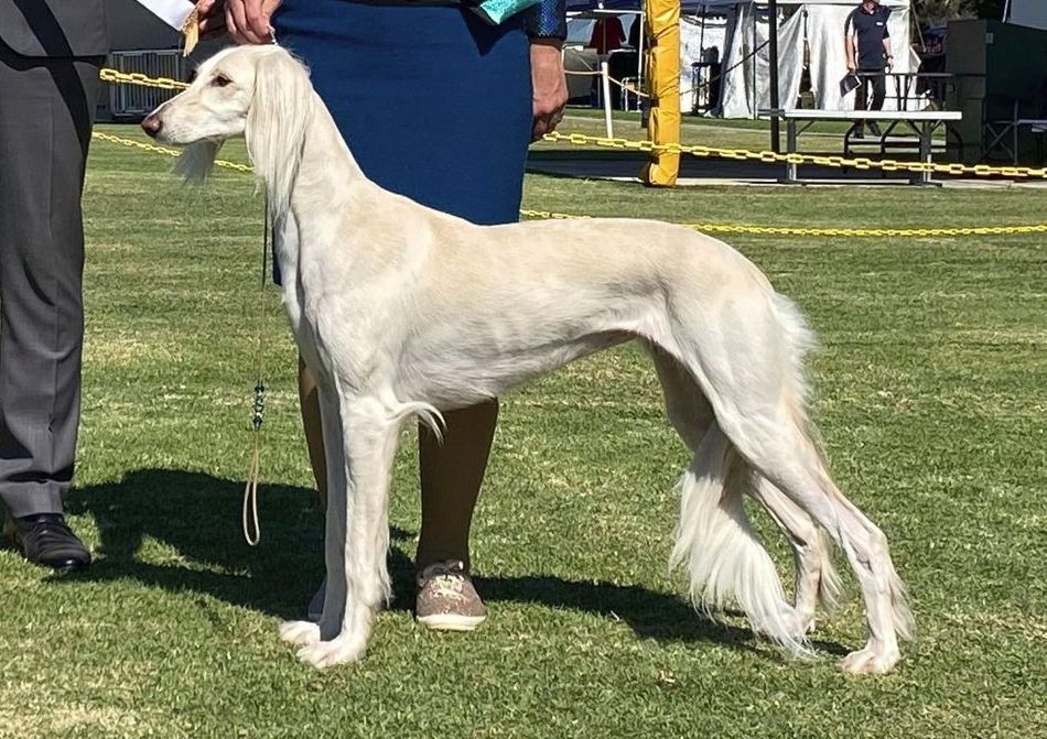 Saluki - The Breed Archive