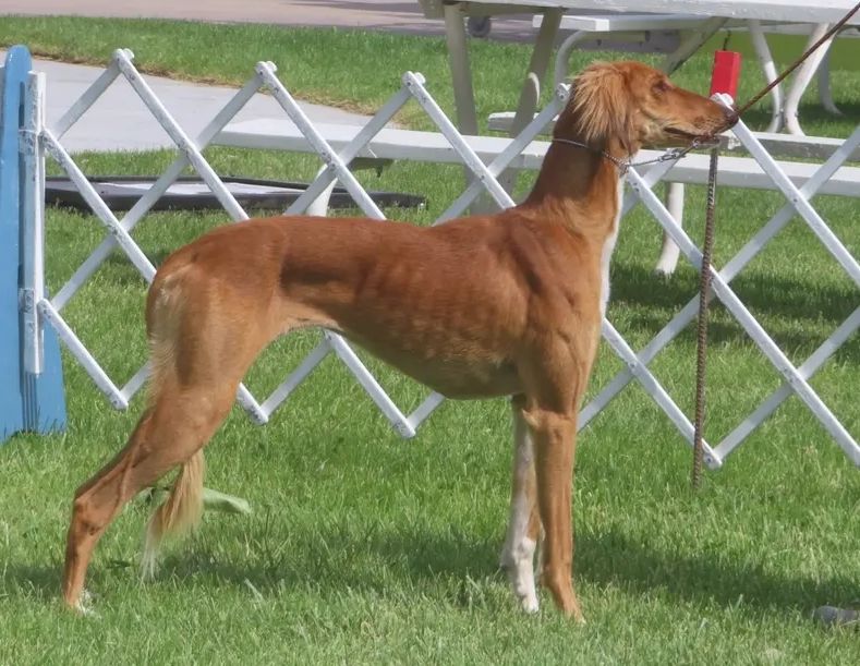 Saluki - The Breed Archive