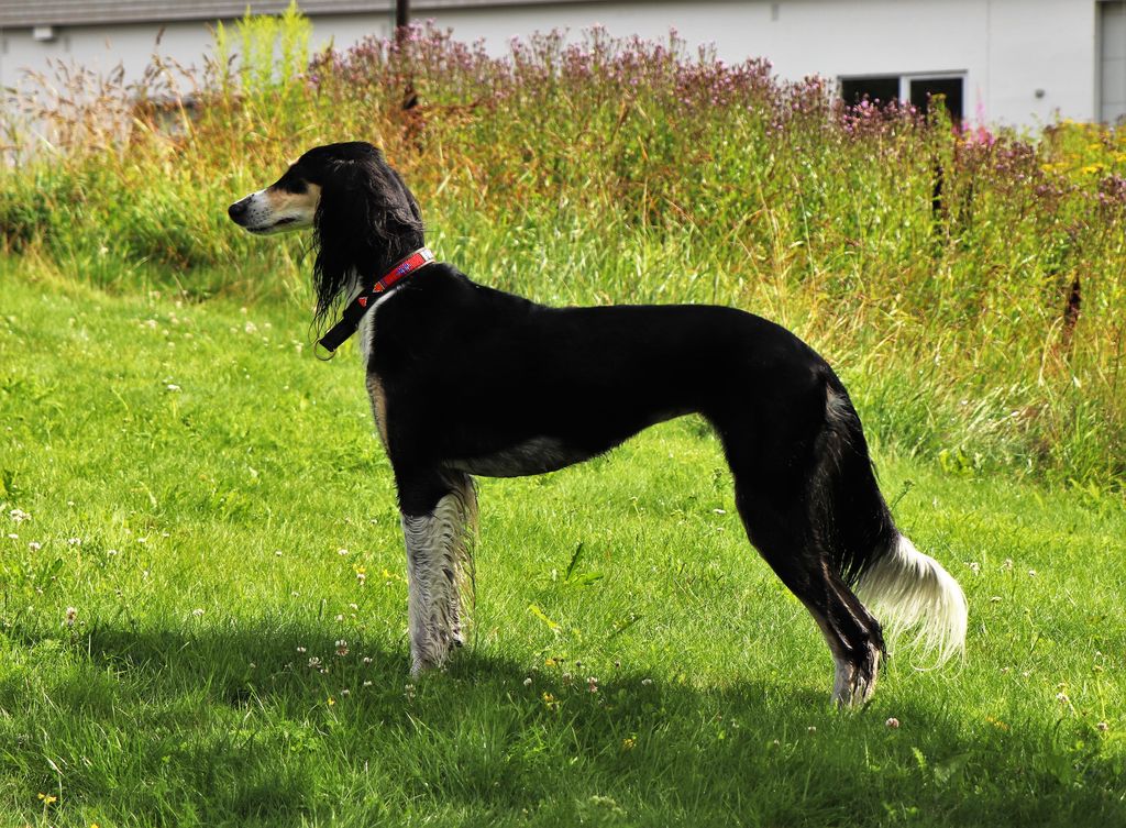 Saluki - The Breed Archive