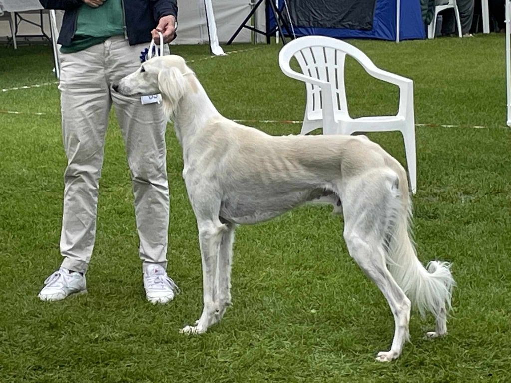 Saluki - The Breed Archive