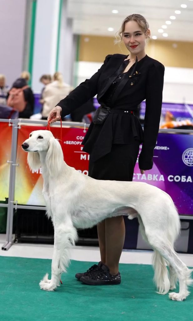 Saluki - The Breed Archive