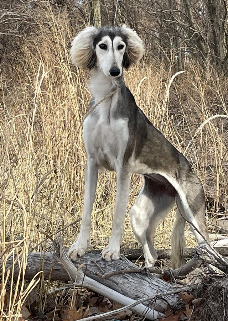 Saluki - The Breed Archive