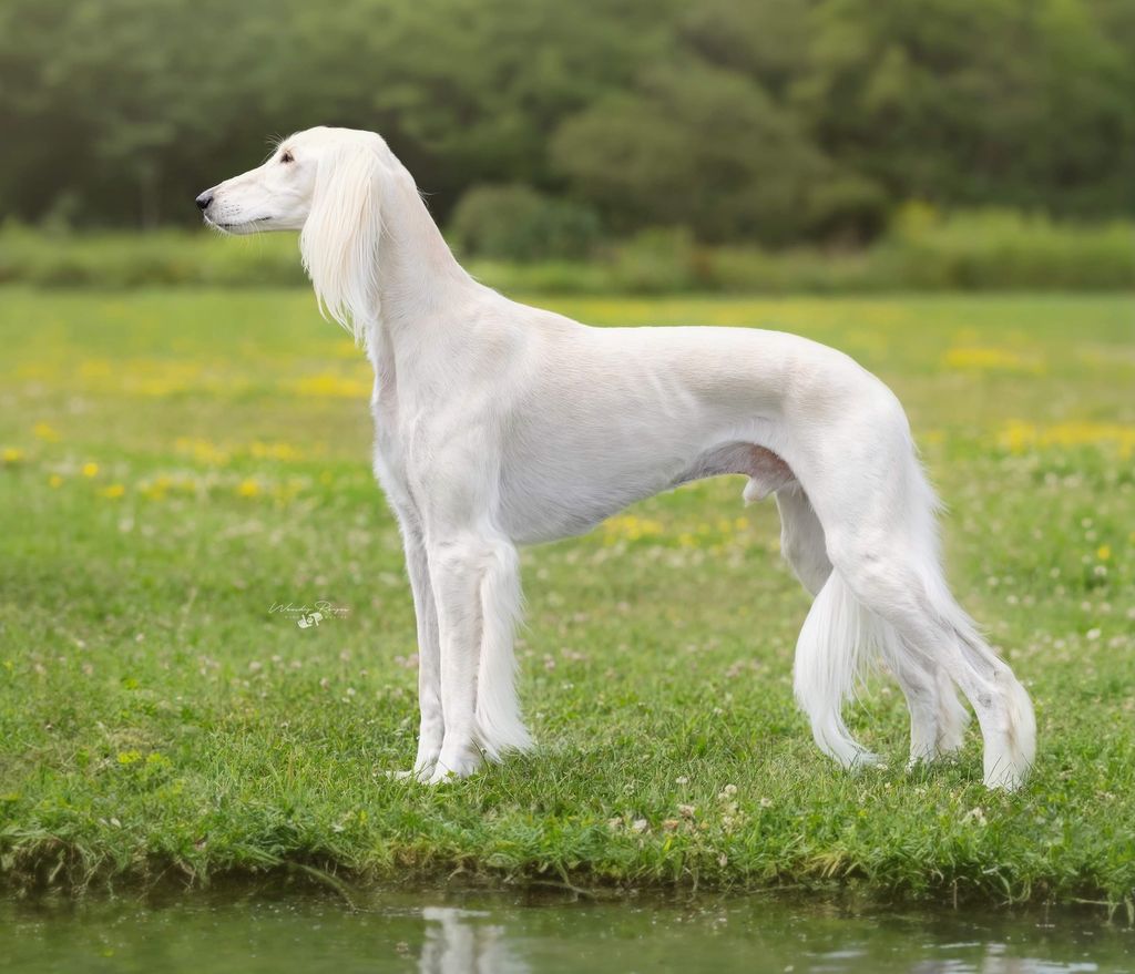 Saluki - The Breed Archive