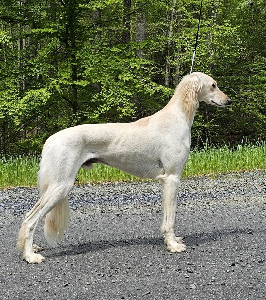 Saluki - The Breed Archive