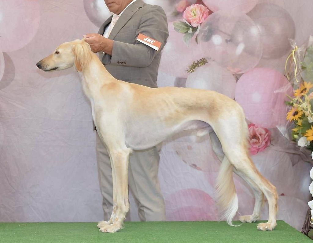 Saluki - The Breed Archive