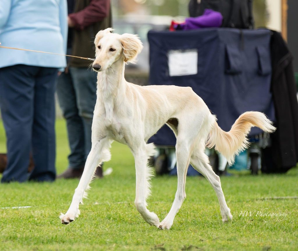 Saluki - The Breed Archive