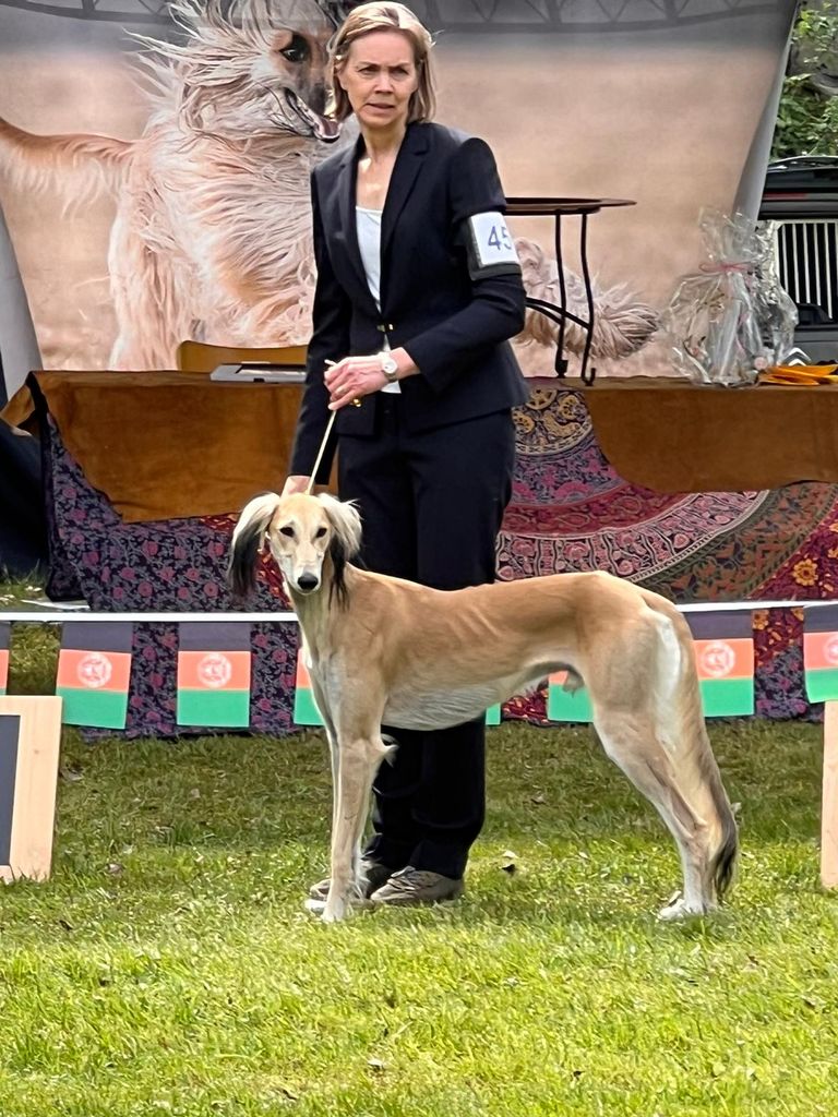 Saluki - The Breed Archive