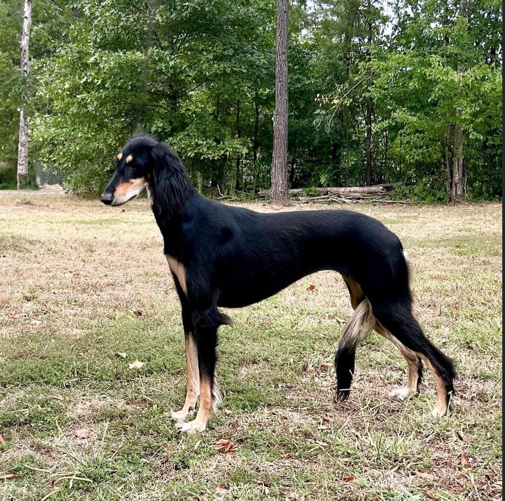 Saluki - The Breed Archive