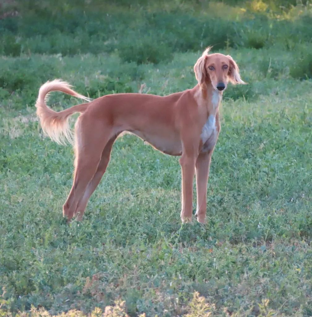 Saluki - The Breed Archive