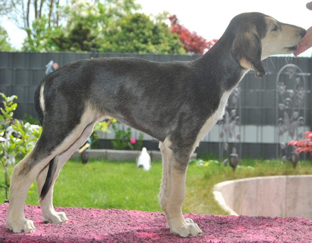 Saluki - The Breed Archive