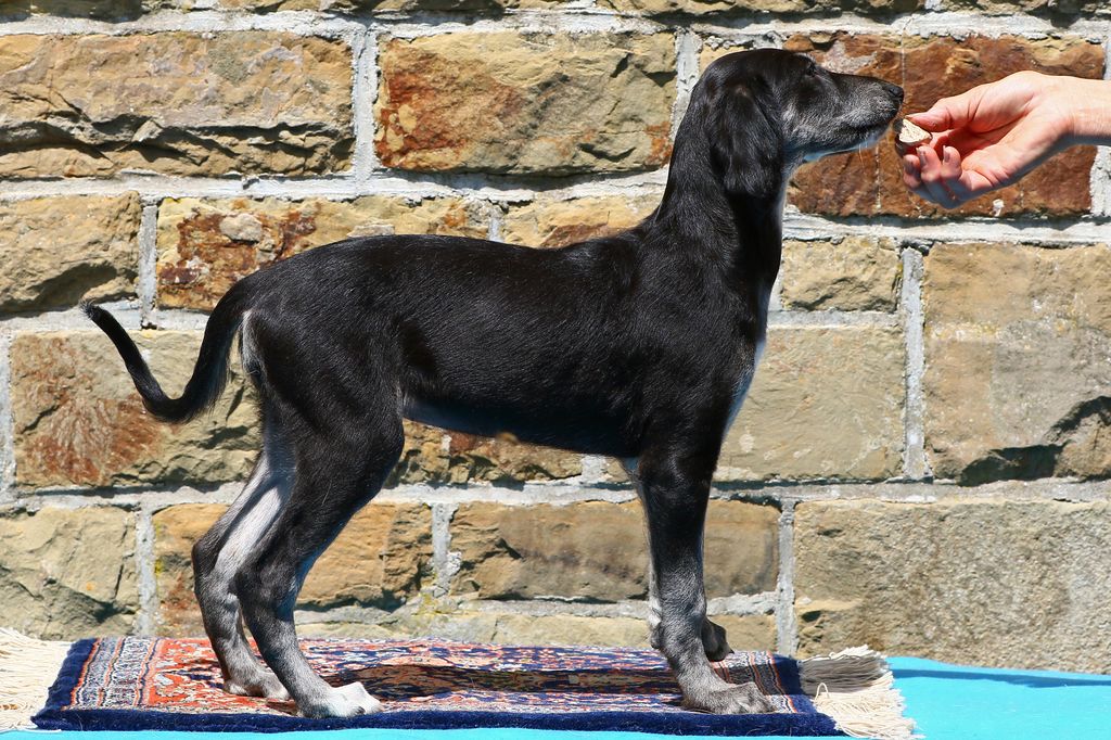 Saluki - The Breed Archive