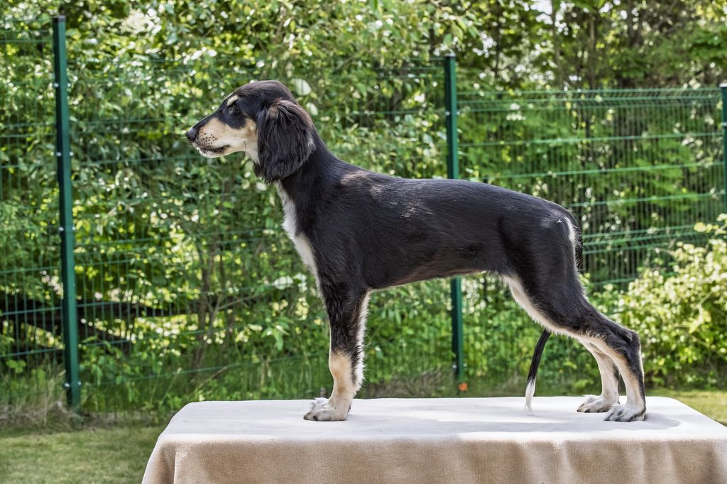 Saluki - The Breed Archive