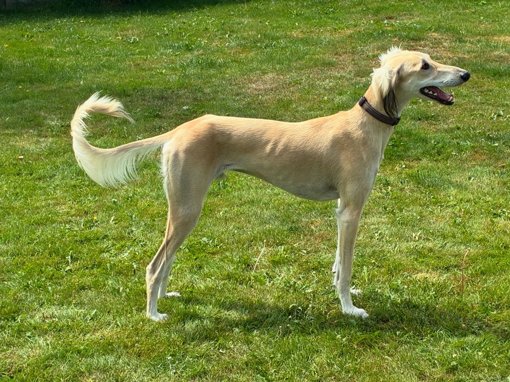 Saluki - The Breed Archive