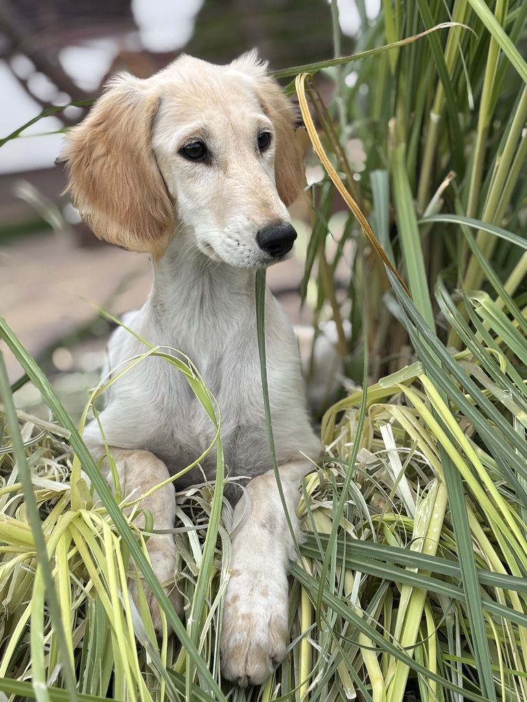 Saluki - The Breed Archive