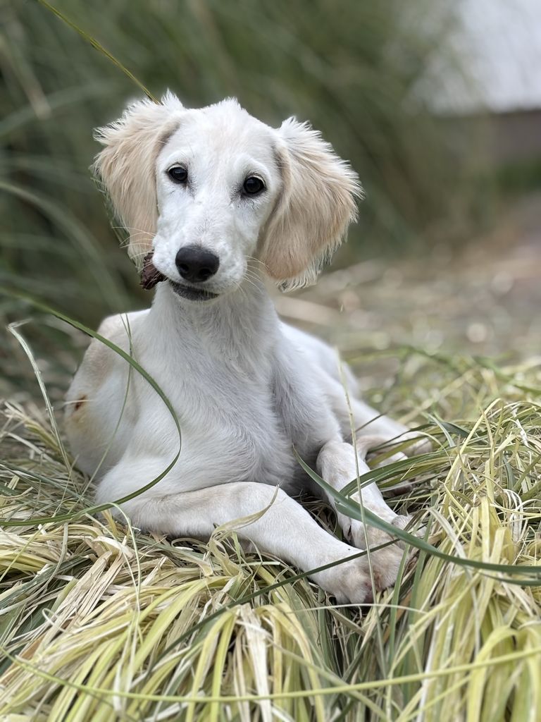 Saluki - The Breed Archive