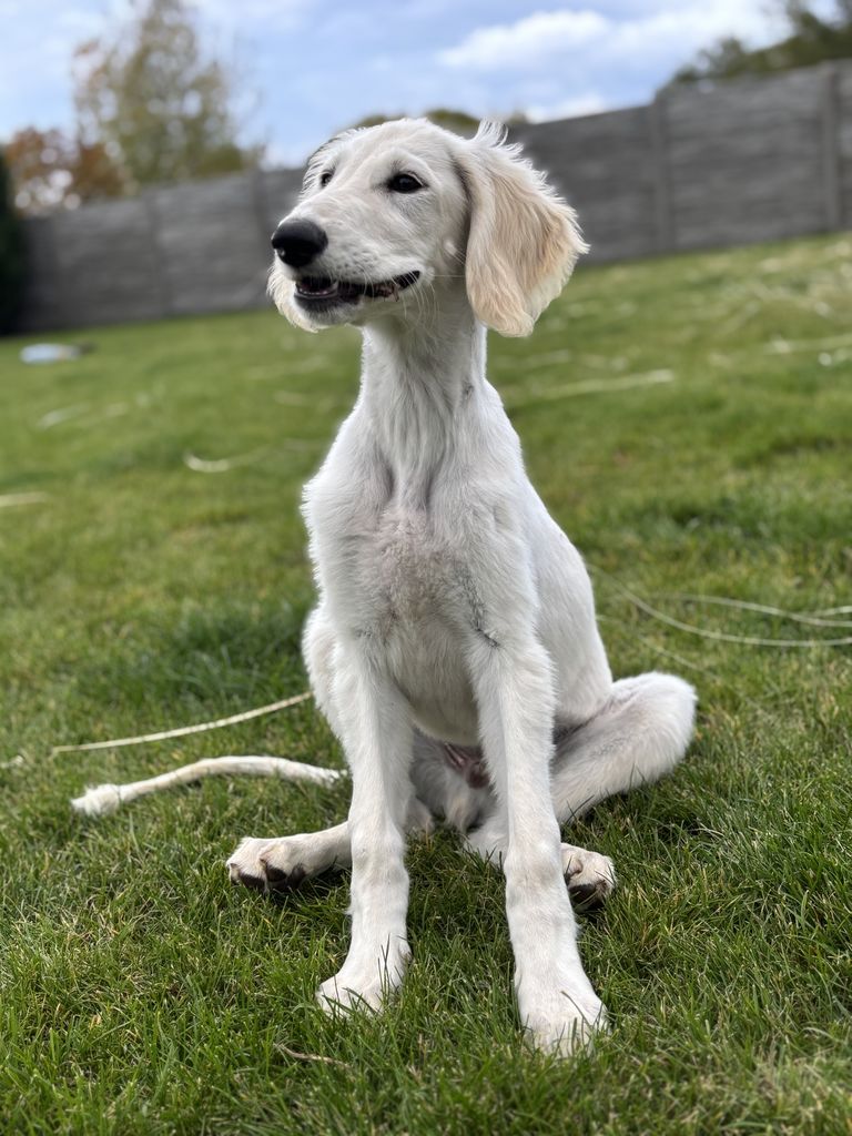 Saluki - The Breed Archive