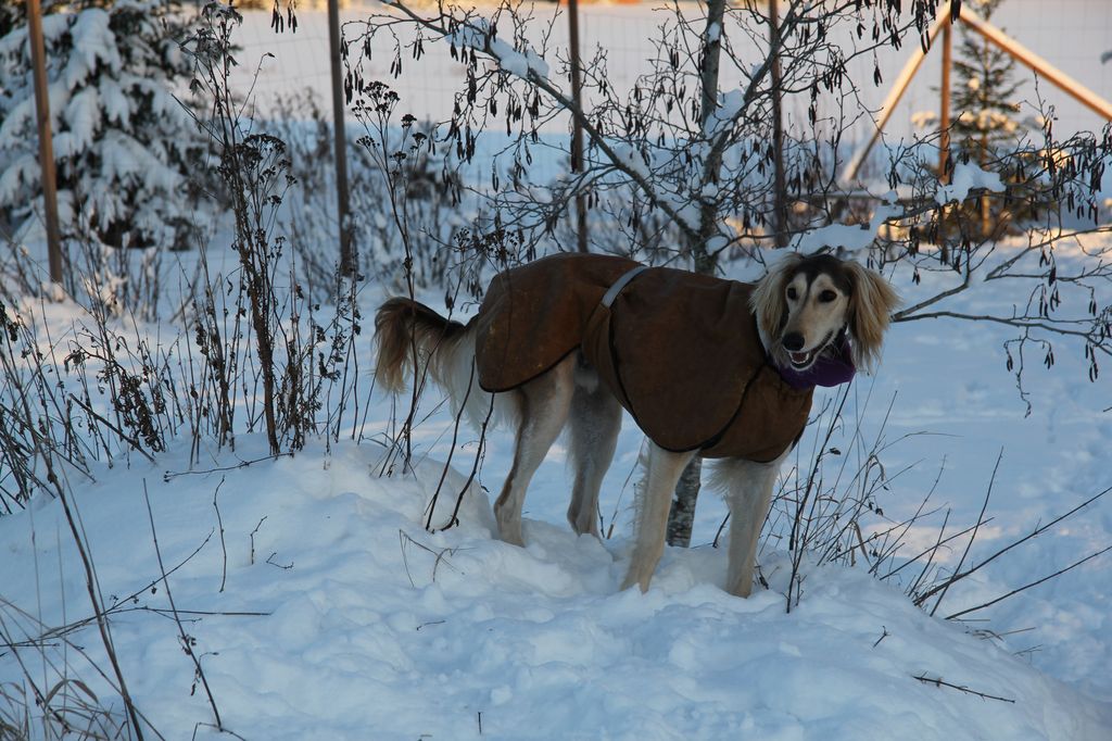 Saluki - The Breed Archive