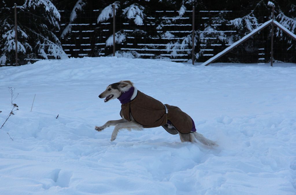 Saluki - The Breed Archive