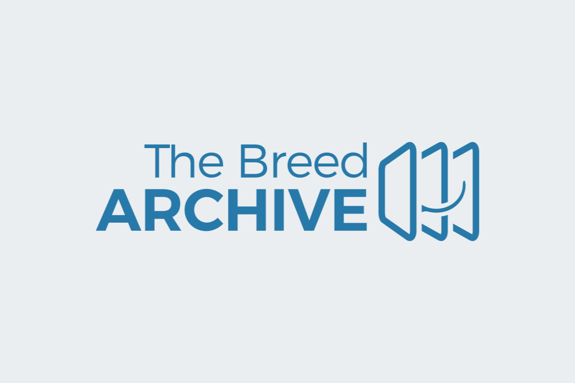 Saluki - The Breed Archive
